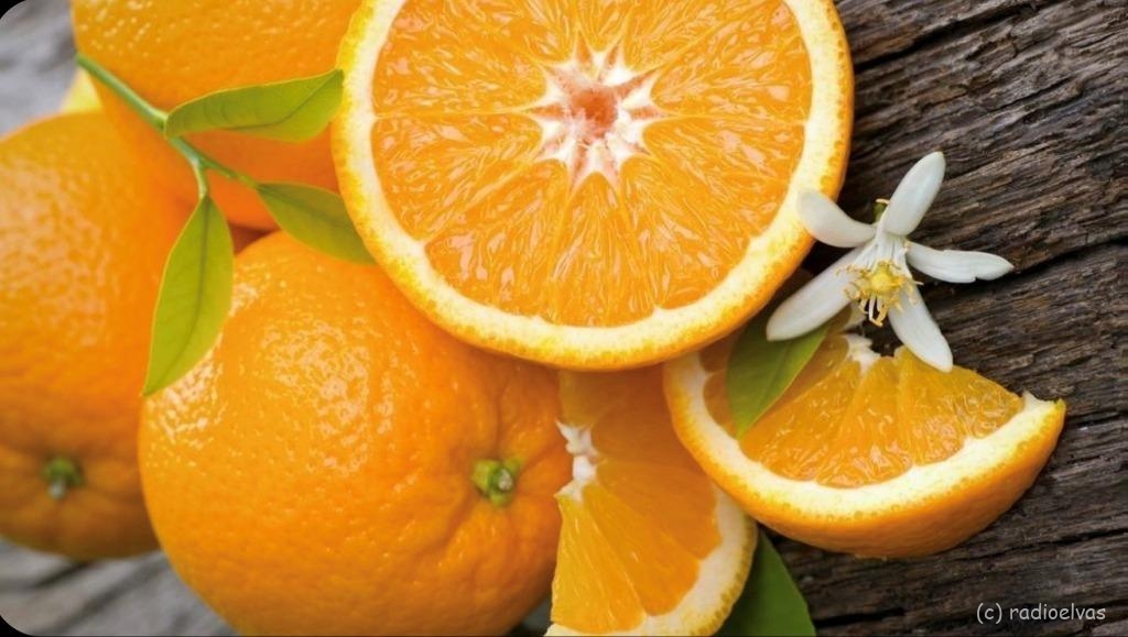 Vila Viçosa: Feira da Laranja está de regresso a Pardais - Rádio Elvas