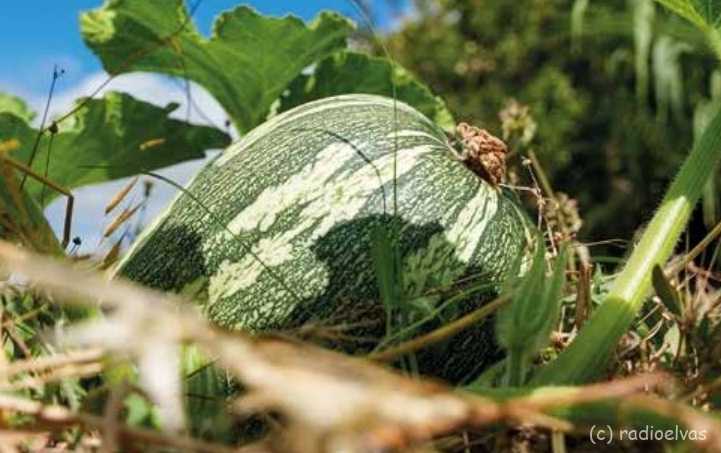 Montemor-o-Novo: mogango é o produto escolhido para o Mês da ...