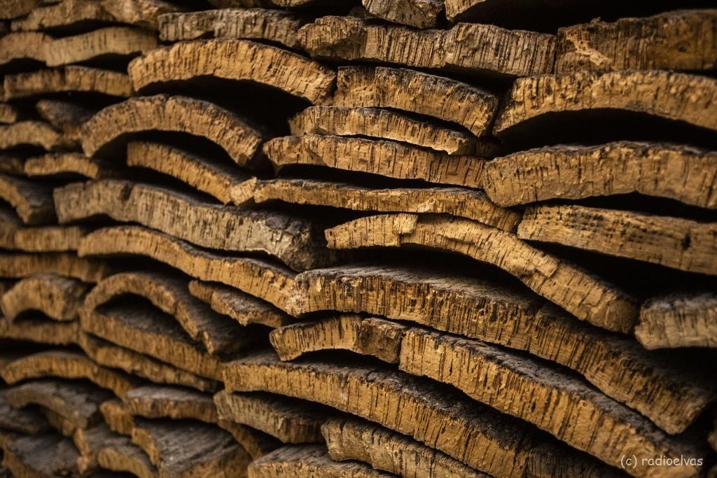 Concurso de Ideias do Montado de Sobro e Cortiça com candidaturas ...